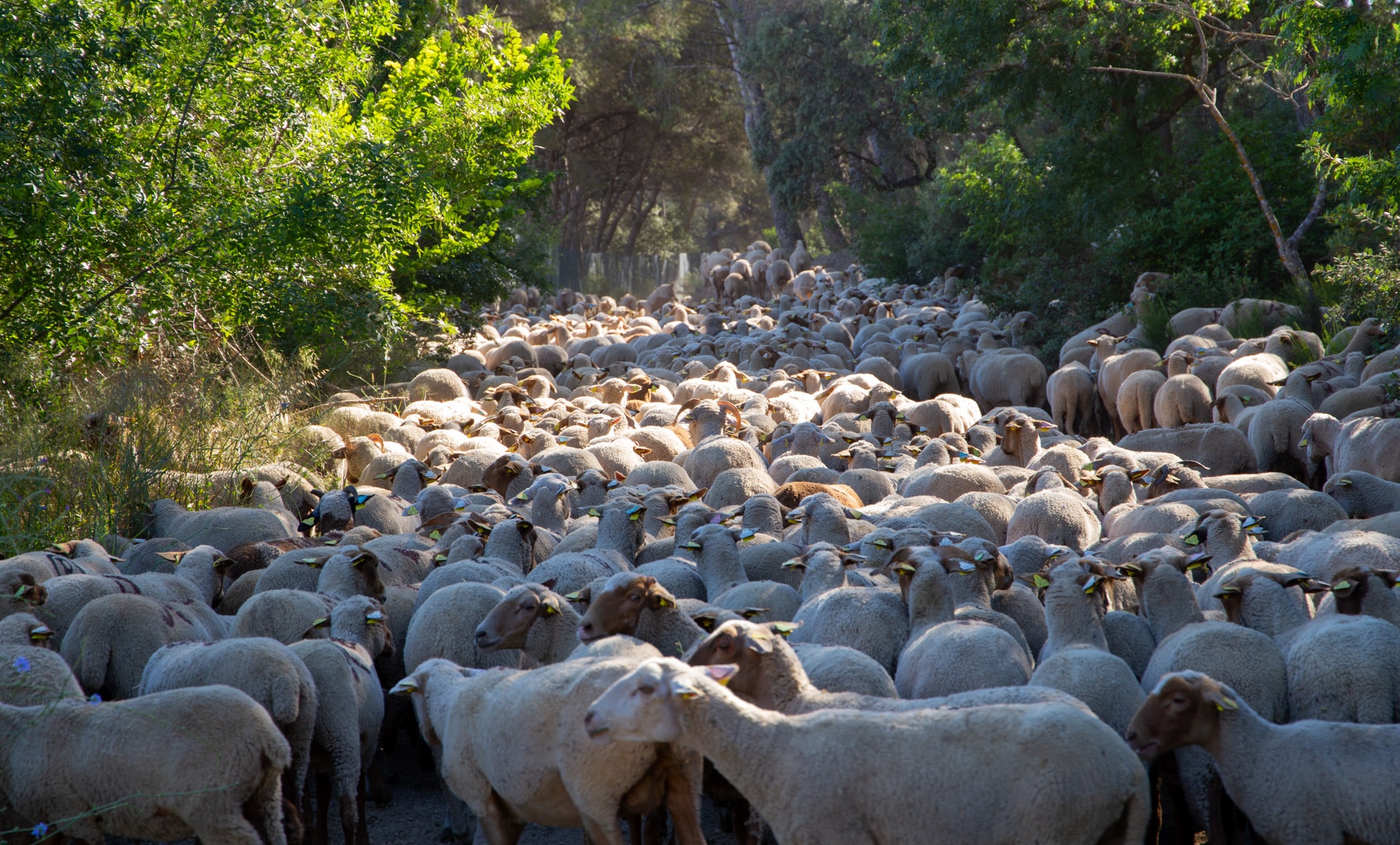 Als de schapen je voorgaan - Speakers Academy